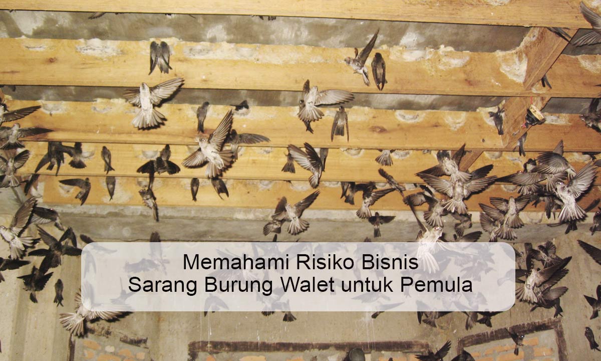 Memahami Risiko Bisnis Sarang Burung Walet untuk Pemula