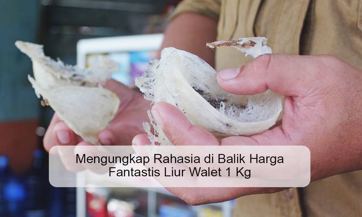 Mengungkap Rahasia di Balik Harga Fantastis Liur Walet 1 Kg