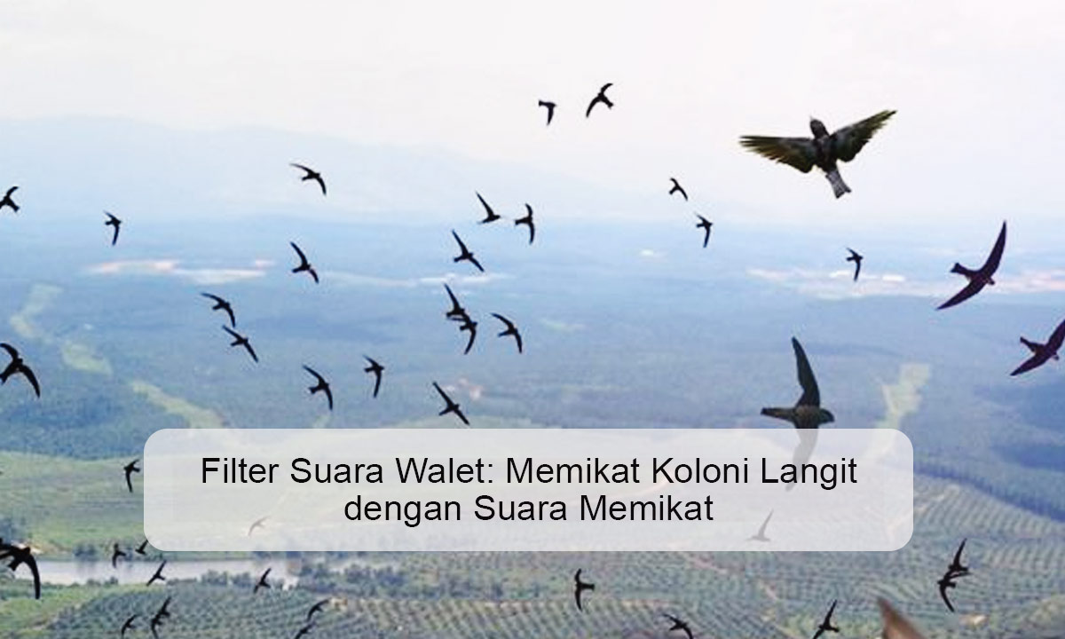 Filter Suara Walet: Memikat Koloni Langit dengan Suara Memikat