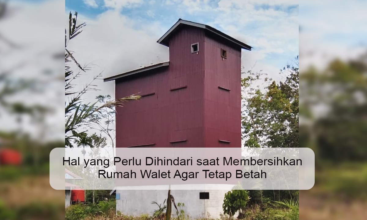 Hal yang Perlu Dihindari saat Membersihkan Rumah Walet Agar Tetap Betah