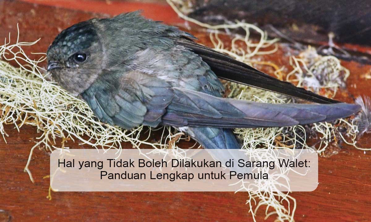 Hal yang Tidak Boleh Dilakukan di Sarang Walet