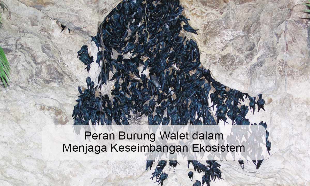 Peran Burung Walet dalam Menjaga Keseimbangan Ekosistem