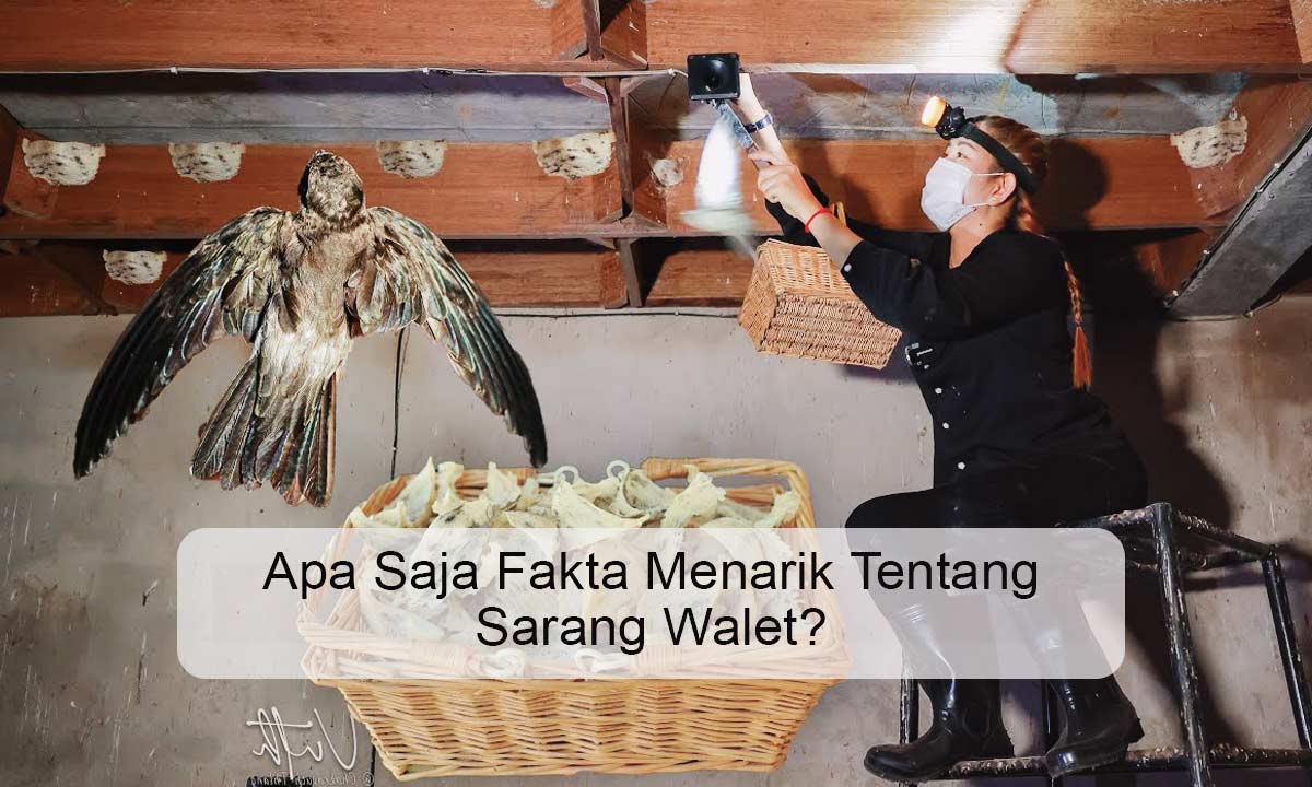 Apa Saja Fakta Menarik Tentang Sarang Walet?