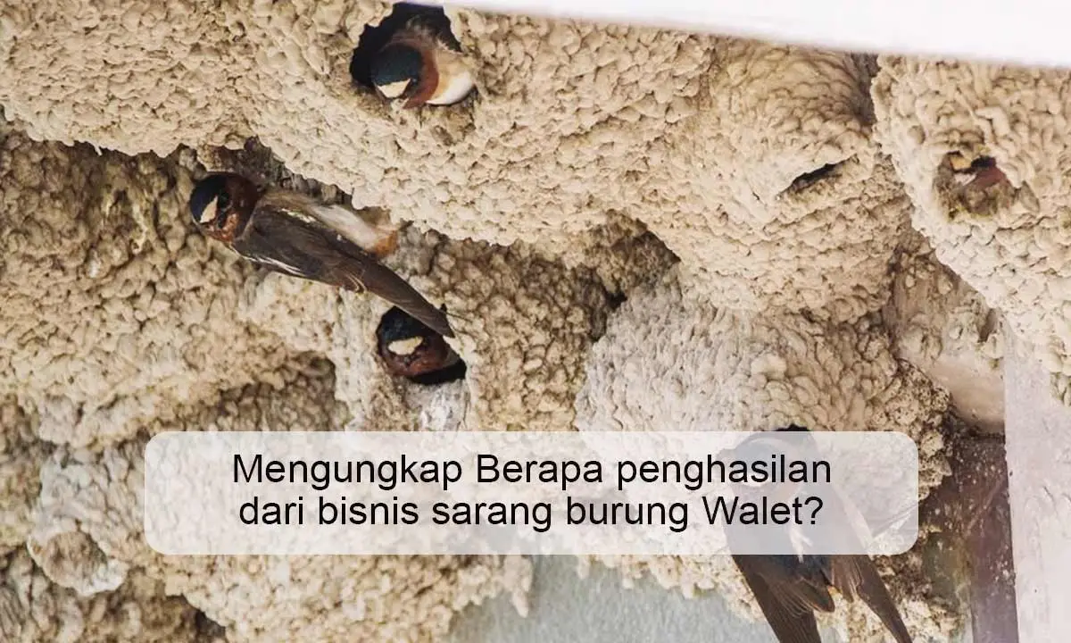 Mengungkap Berapa penghasilan dari bisnis sarang burung Walet?
