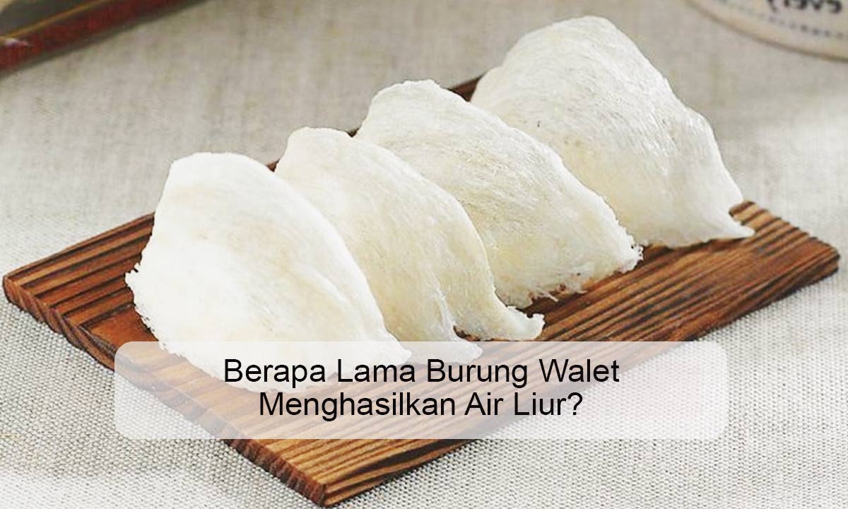 Berapa Lama Burung Walet Menghasilkan Air Liur?