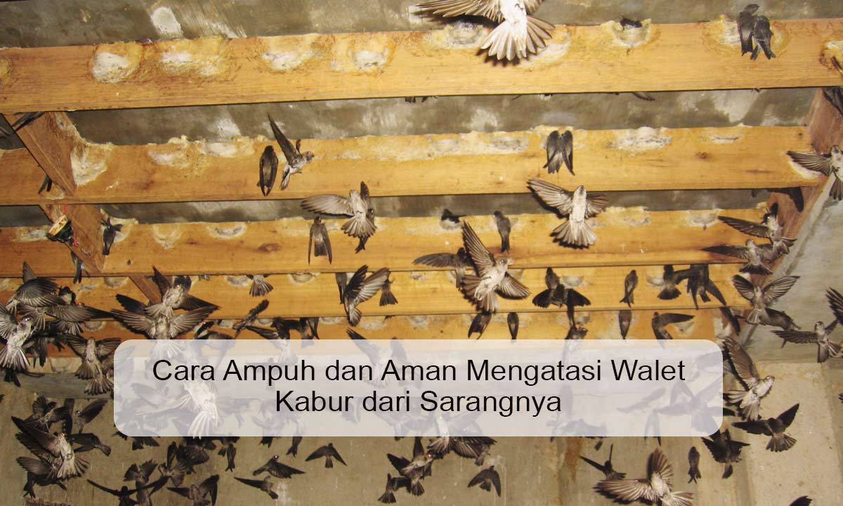 Cara Ampuh dan Aman Mengatasi Walet Kabur dari Sarangnya