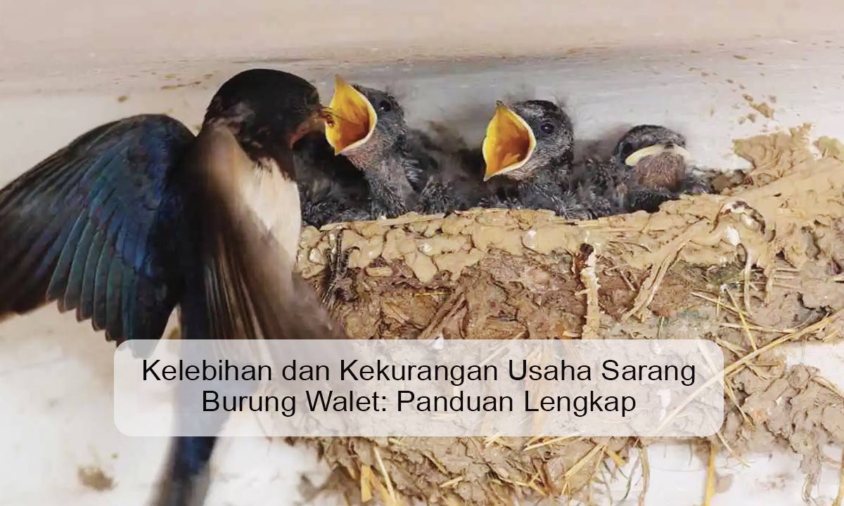 Kelebihan dan Kekurangan Usaha Sarang Burung Walet: Panduan Lengkap 2024