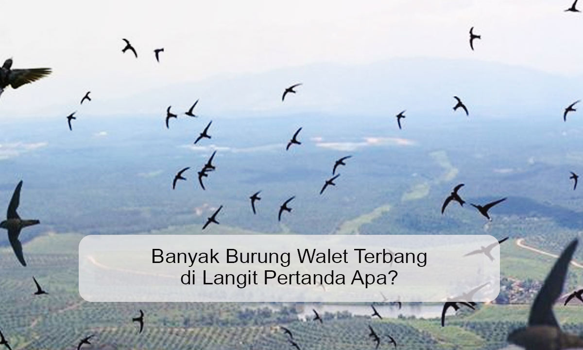 Banyak Burung Walet Terbang di Langit Pertanda Apa?