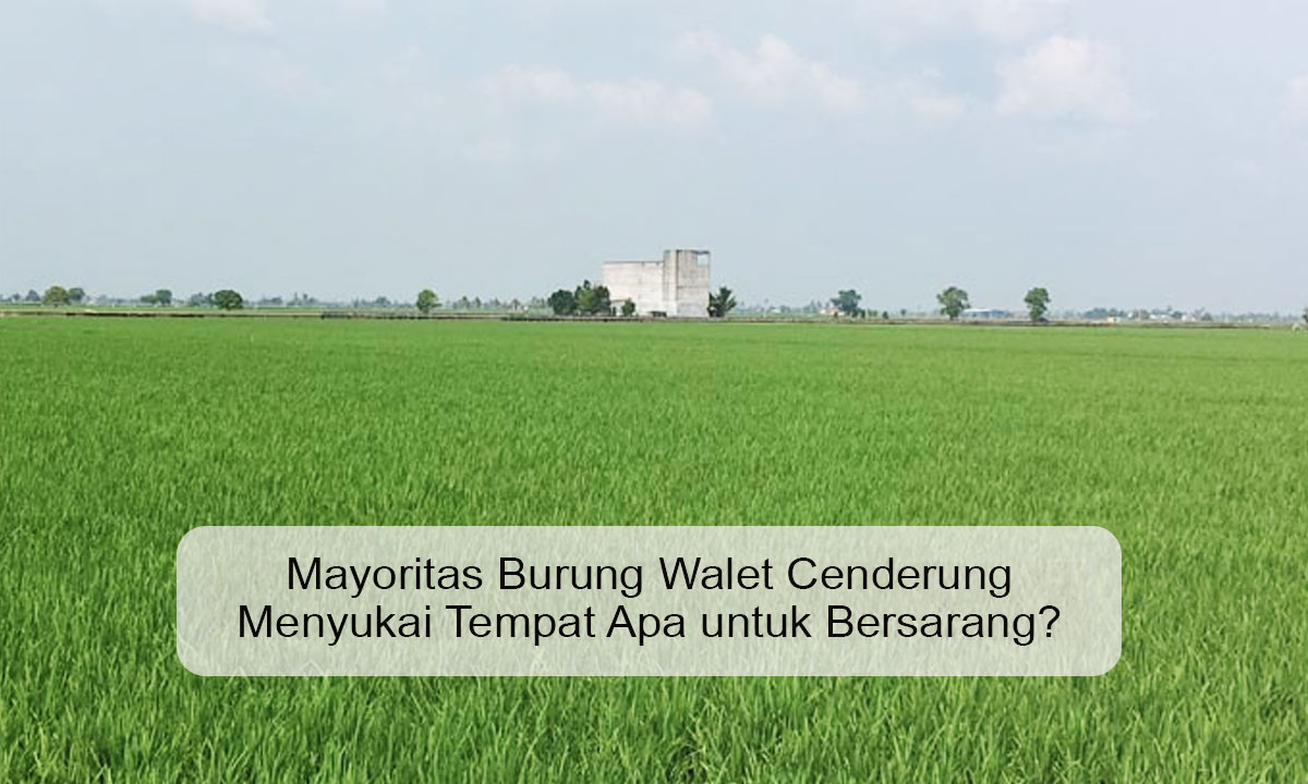 Mayoritas Burung Walet Cenderung Menyukai Tempat Apa untuk Bersarang?