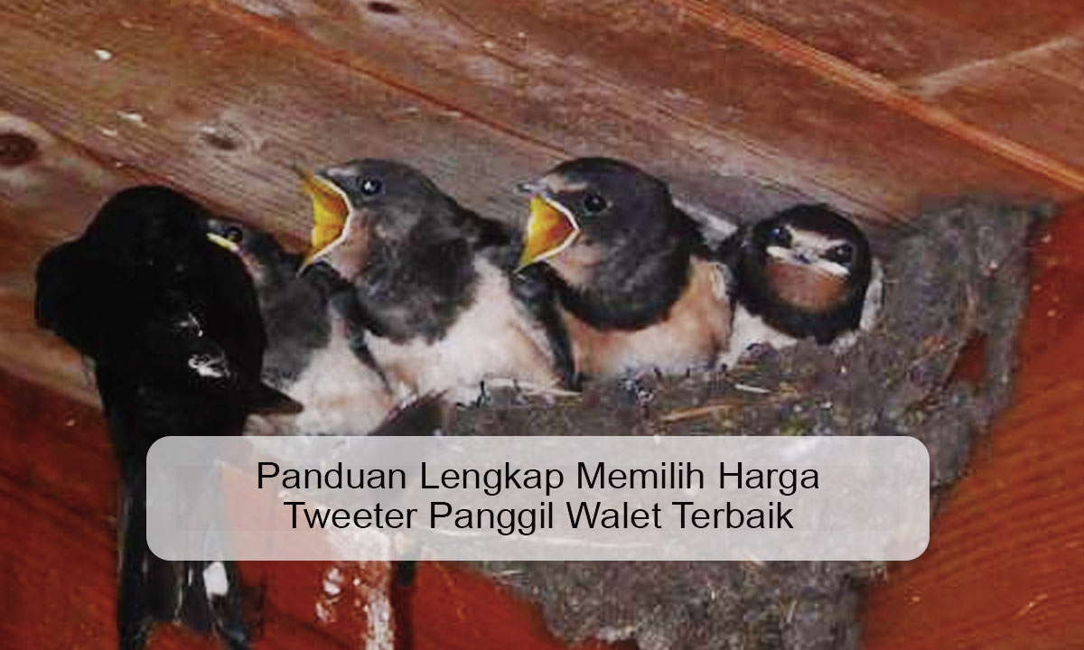 Panduan Lengkap Memilih Harga Tweeter Panggil Walet Terbaik
