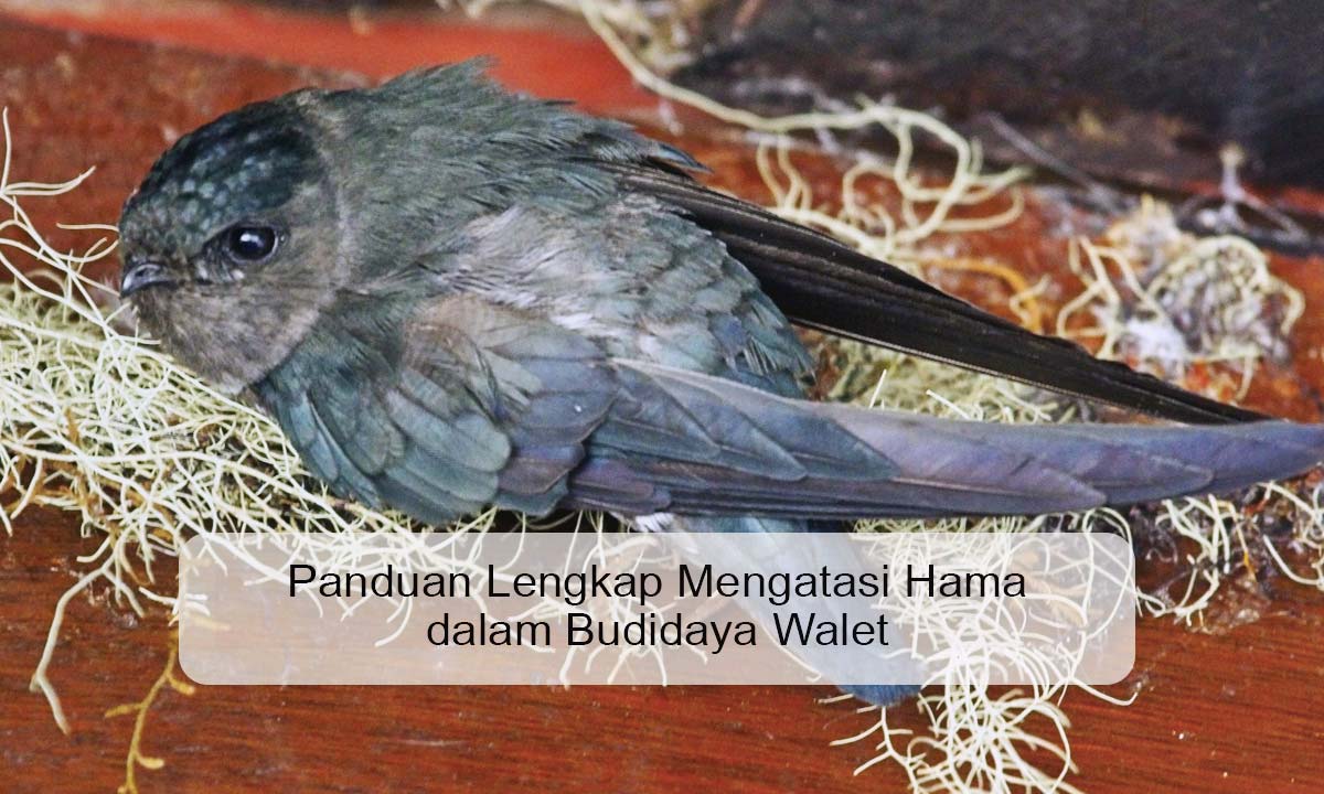 Panduan Lengkap Mengatasi Hama dalam Budidaya Walet
