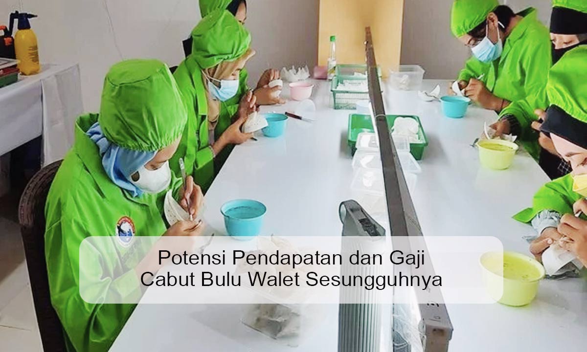 Potensi Pendapatan dan Gaji Cabut Bulu Walet Sesungguhnya