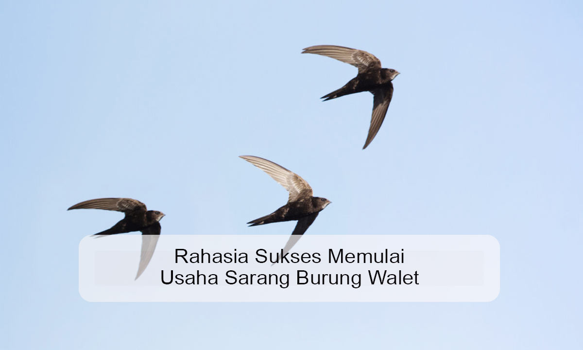 Rahasia Sukses Memulai Usaha Sarang Burung Walet