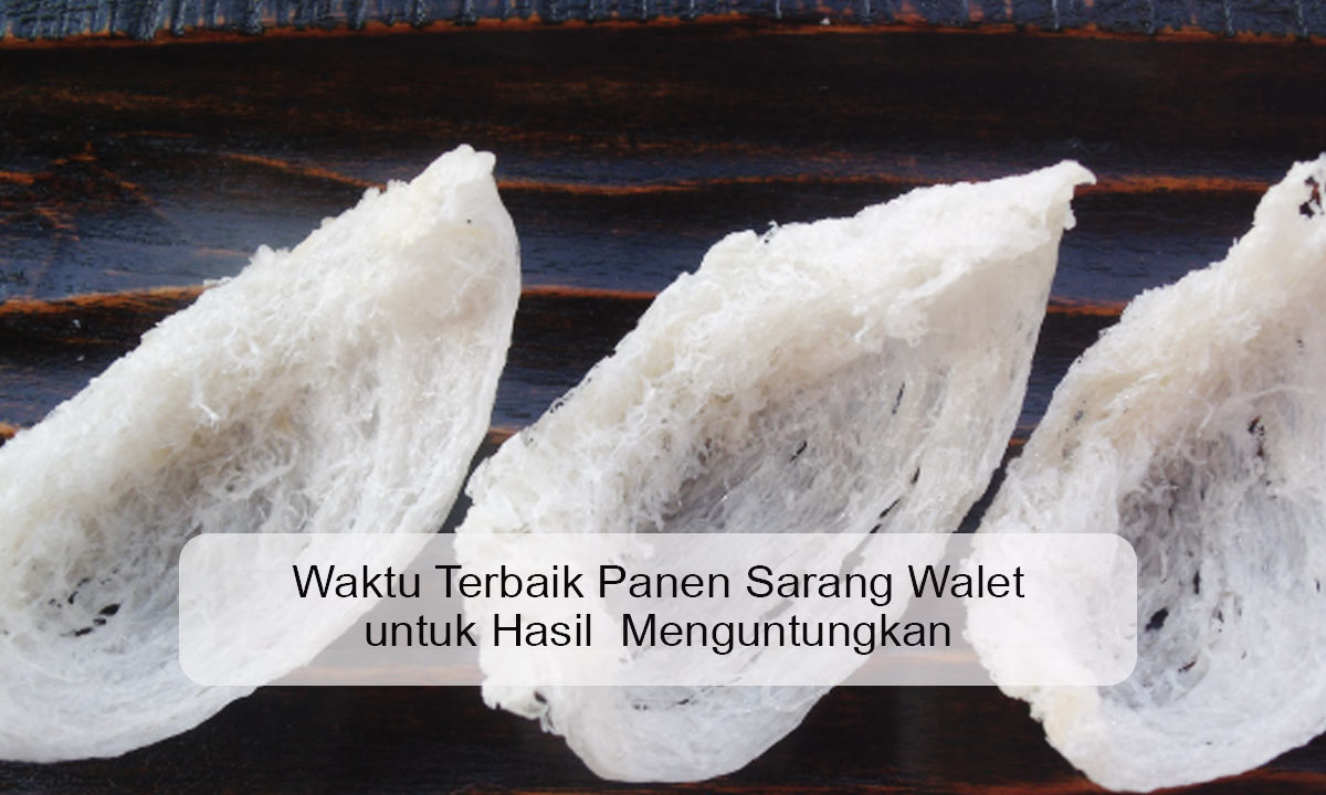 Waktu Terbaik Panen Sarang Walet untuk Hasil Menguntungkan