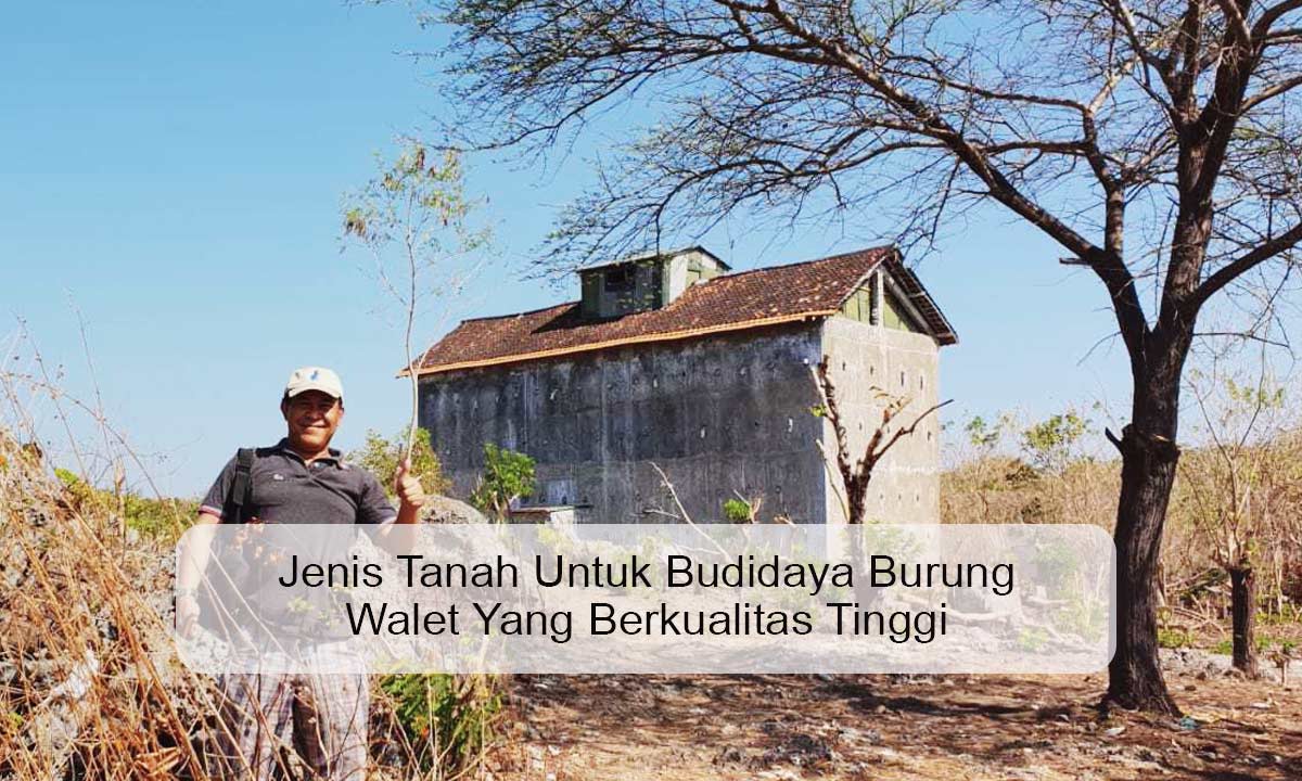 Jenis Tanah Untuk Budidaya Burung Walet yang Berkualitas Tinggi