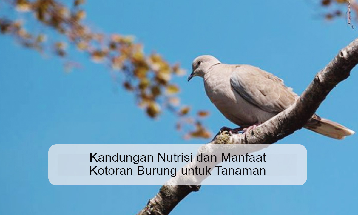 Kandungan Nutrisi dan Manfaat Kotoran Burung untuk Tanaman