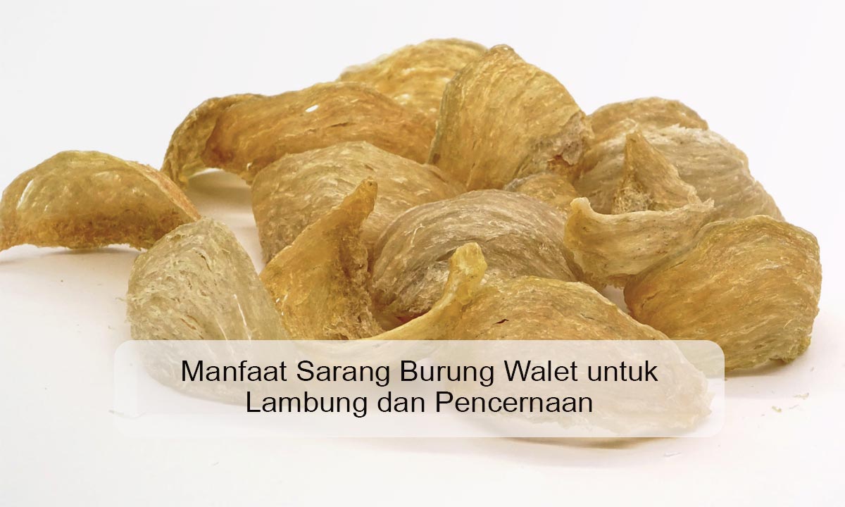 Manfaat Sarang Burung Walet untuk Lambung dan Pencernaan