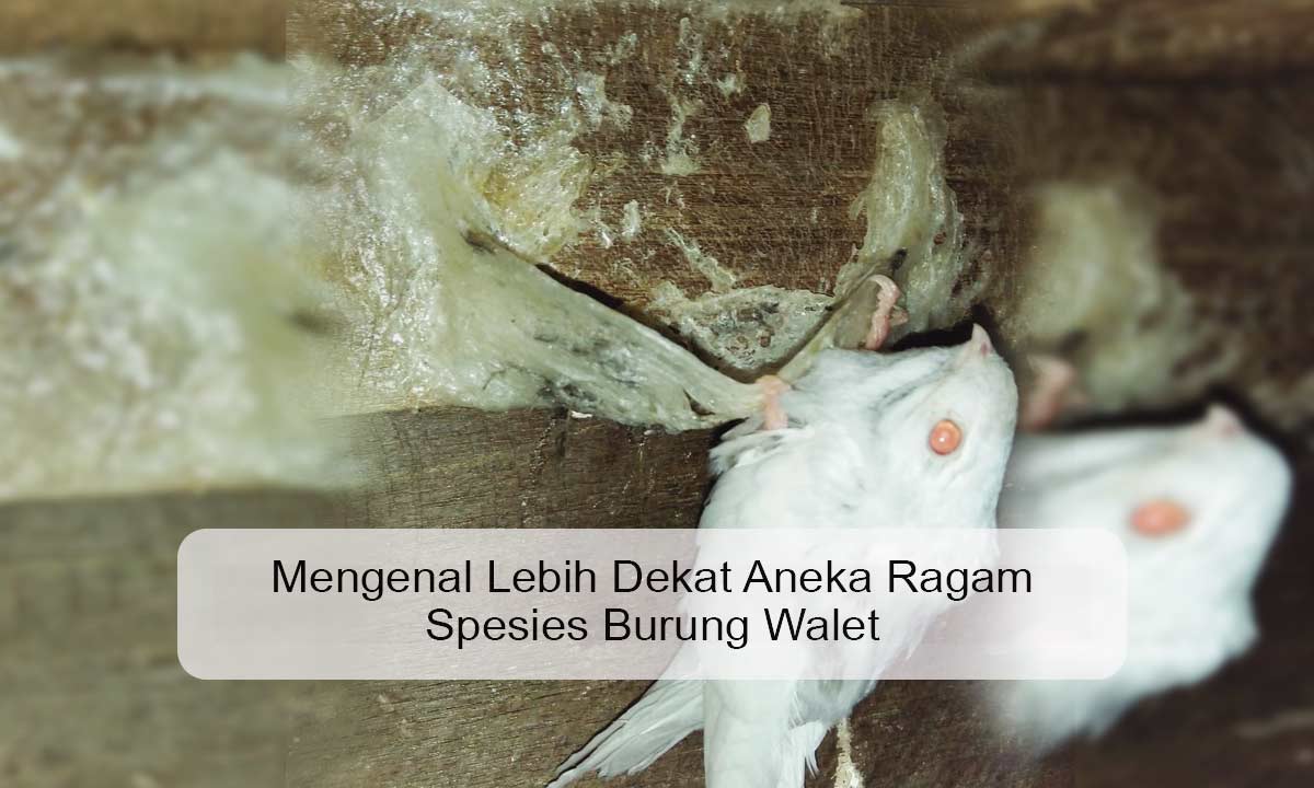Mengenal Lebih Dekat Aneka Ragam Spesies Burung Walet