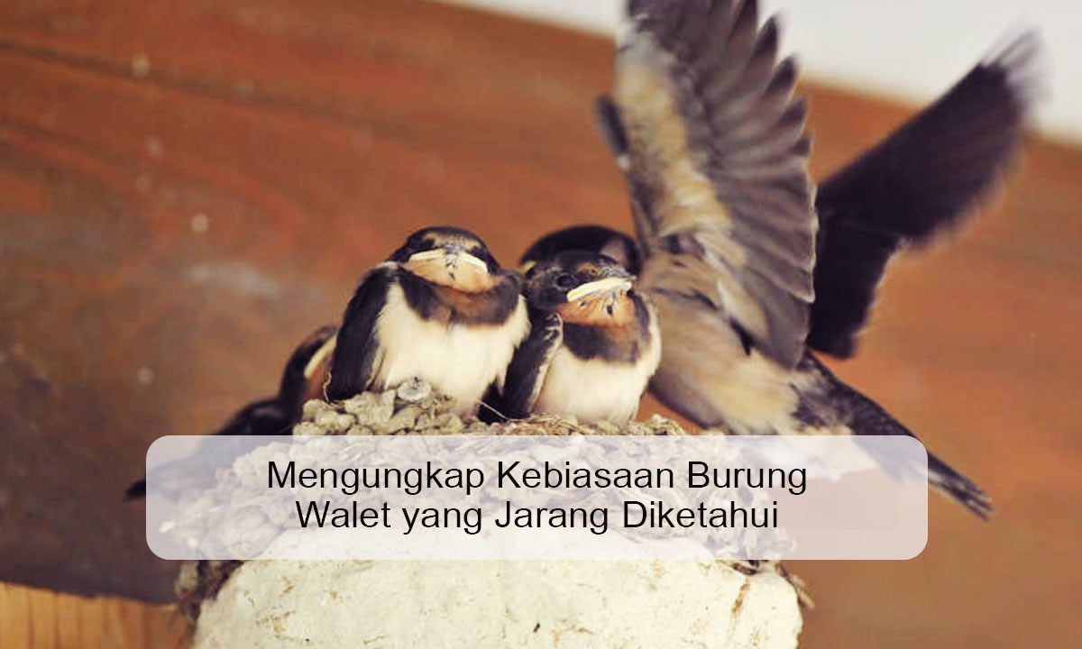 Mengungkap Kebiasaan Burung Walet yang Jarang Diketahui